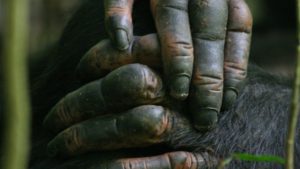 Gestures & communication: chimpanzees have a point - Human Animal Science