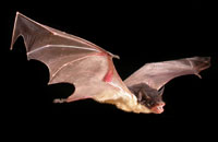 Microbats & Bat Facts - Human Animal Science
