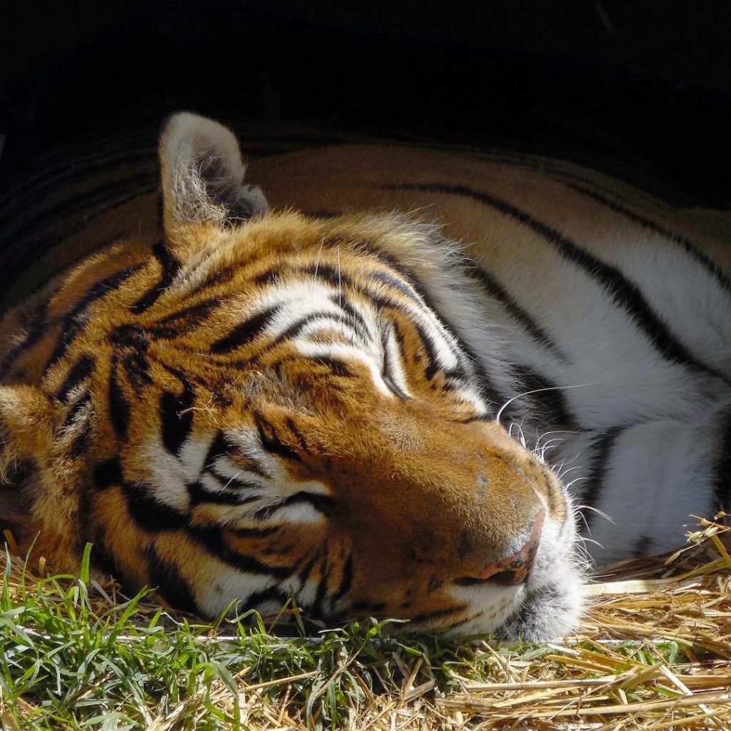 Interesting facts about animal sleep - Human Animal Science