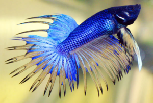 Keeping Siamese Fighting Fish as Pets - Human Animal Science